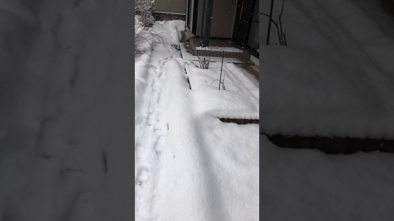Snowing hard today 23th jan 17 - YouTube