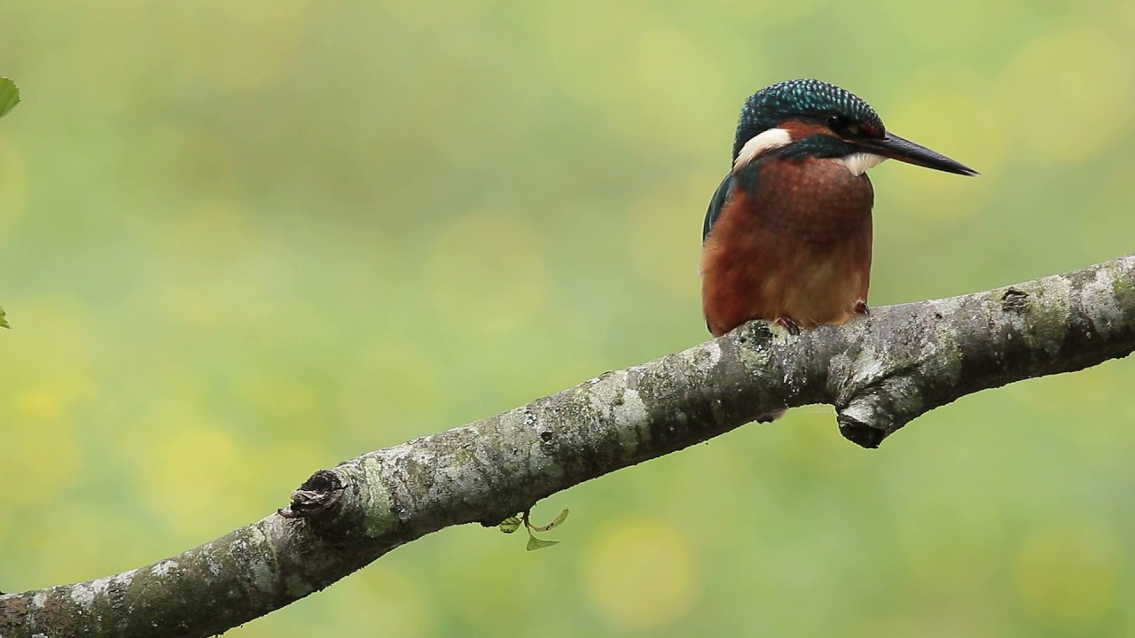 Martin-pêcheur à la recherche d'un poisson - YouTube