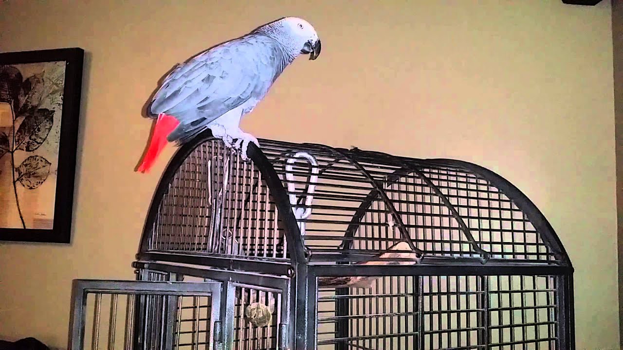 Paco my african grey parrot - YouTube