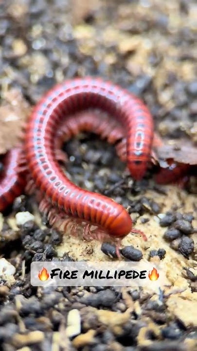 Fire Millipede- Centrobolus splendidus #millipede #bugs #insects # ...