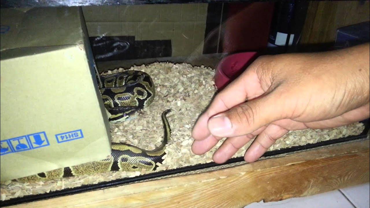 Aggressive Ball Python - YouTube