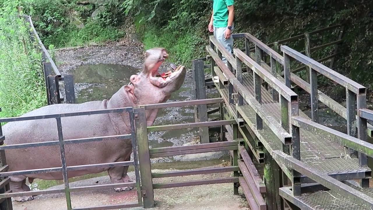 #19 July 2016 Hippo at Nagasaki Biopark, Nagasaki, Japan - YouTube