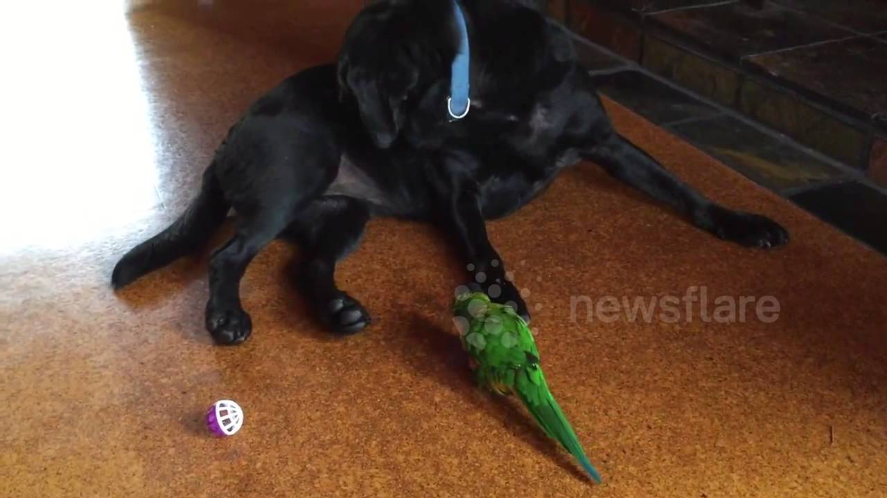 Parrot and dog interact - YouTube