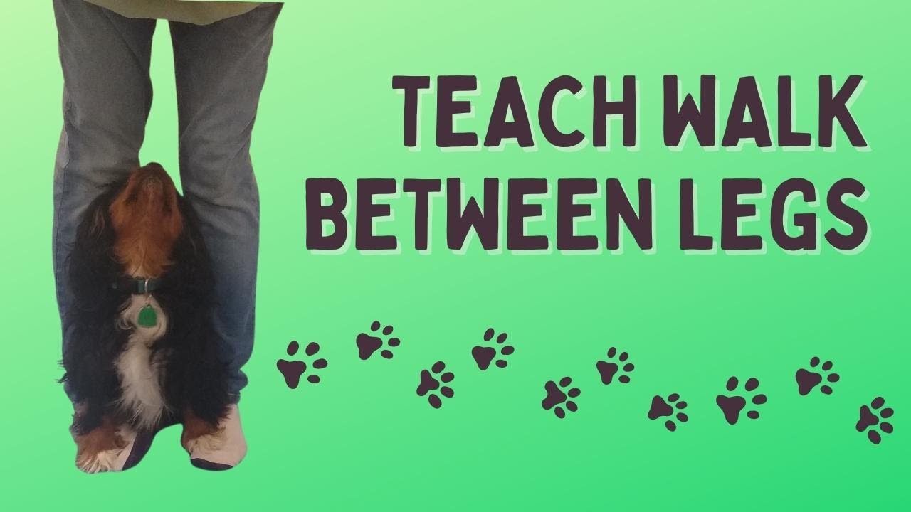 How to Teach a Dog to Walk Between the Legs | Easy Dog Tricks, Peekaboo ...