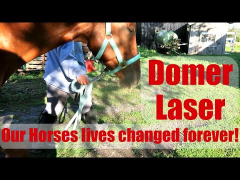 Domer Laser. Our Horses lives changed forever! - YouTube