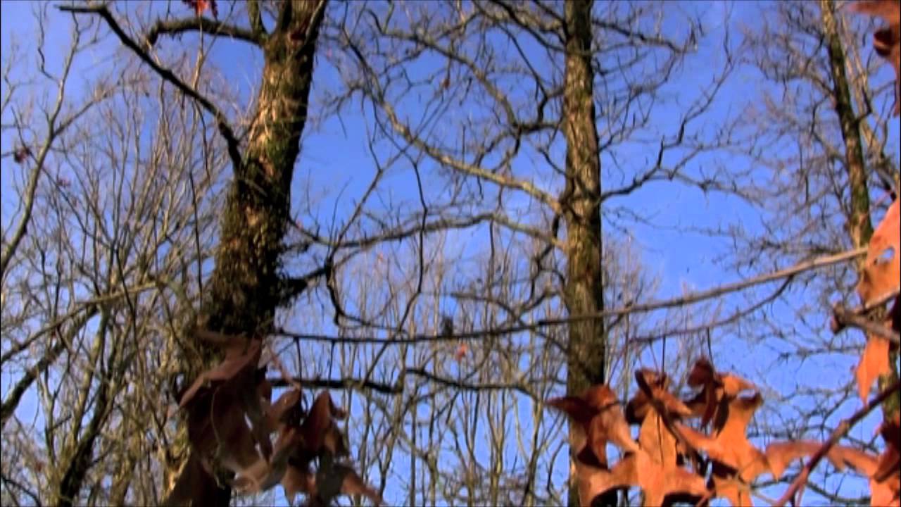 Green timber duck hunt limiting out - YouTube