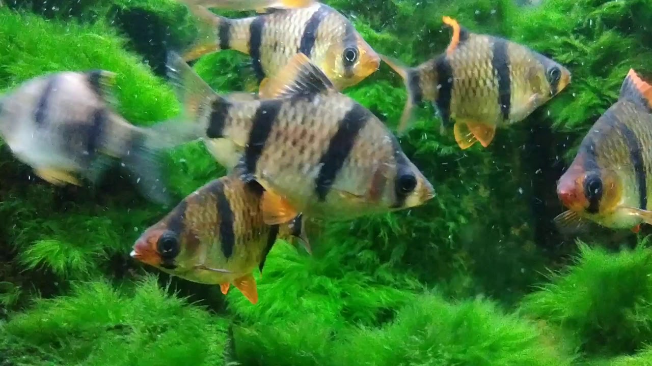 Ikan Sumatra asli Indonesia cocok buat aquascape - YouTube