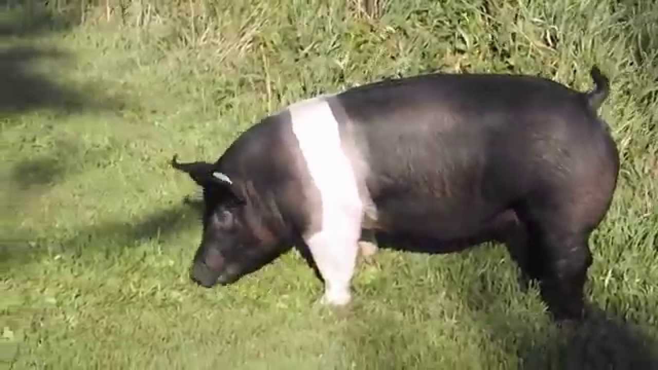 2015 NBS Hampshire Hog College Gilt - YouTube