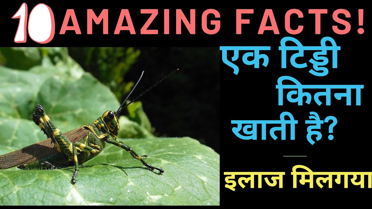 Interesting facts about Tiddi in hindi|why tiddi dal form swarm(झुंड ...