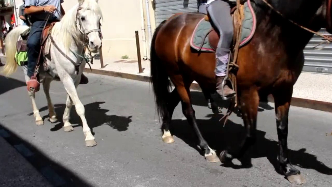 Seasonal Migration | Transhumance 2017. - YouTube