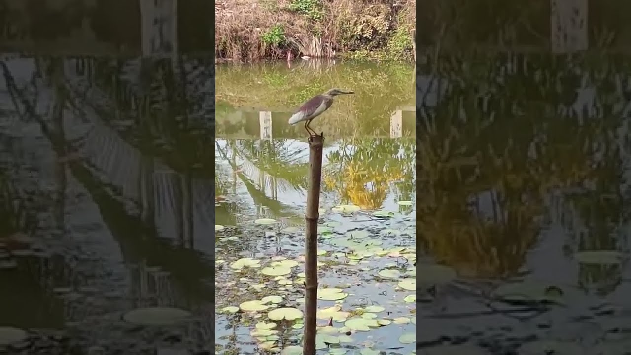 All about Village Tourism of AYMANAM. Kerala tourism Aymanam. - YouTube