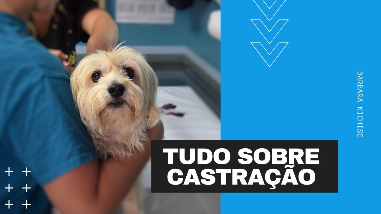 Castração - O que é importante saber? - YouTube