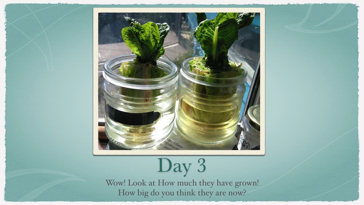 Growning Lettuce Powerpoint - YouTube