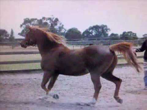 my horse riding accident. ♥ - YouTube