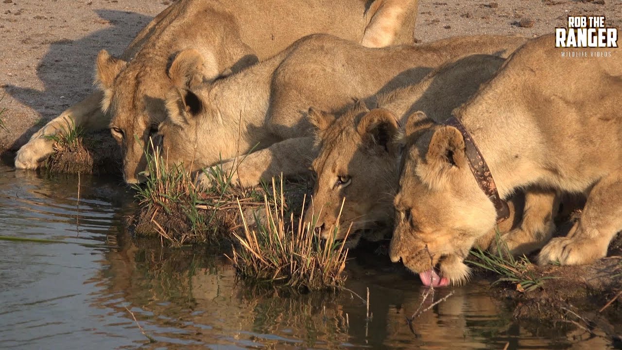 Daughters Of The Mapogo Lions - Rebuilding The Othawa Pride - 141 ...