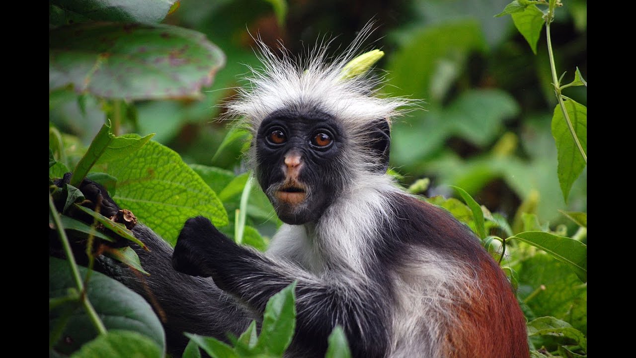 2020 - ZANZIBAR RED COLOBUS MONKEY. Unic! Maimuta Colobus cu spatele ...