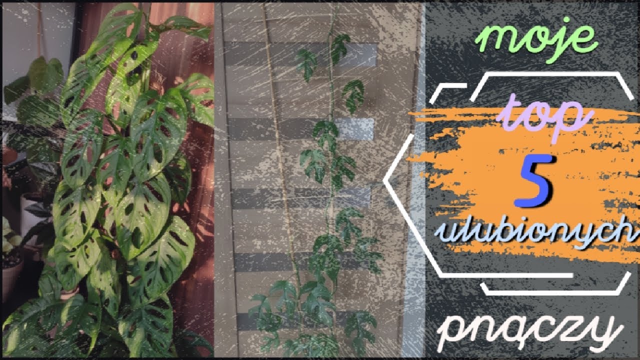 MOJE ULUBIONE PNĄCZA| CZĘŚĆ 1| MONSTERA SCINDAPSUS EPIPREMNUM| - YouTube