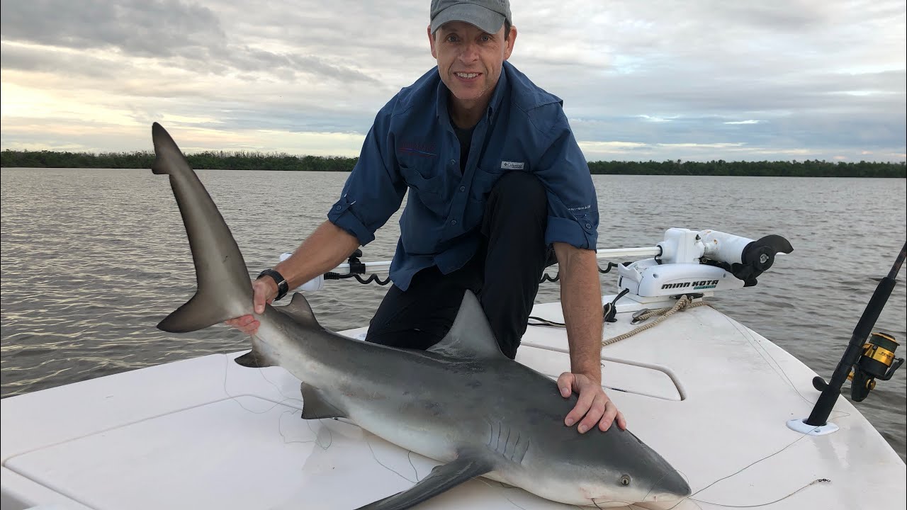 Jason Seitz catches a tagged Bull Shark. 10-25-2020 Tag # 399655 - YouTube