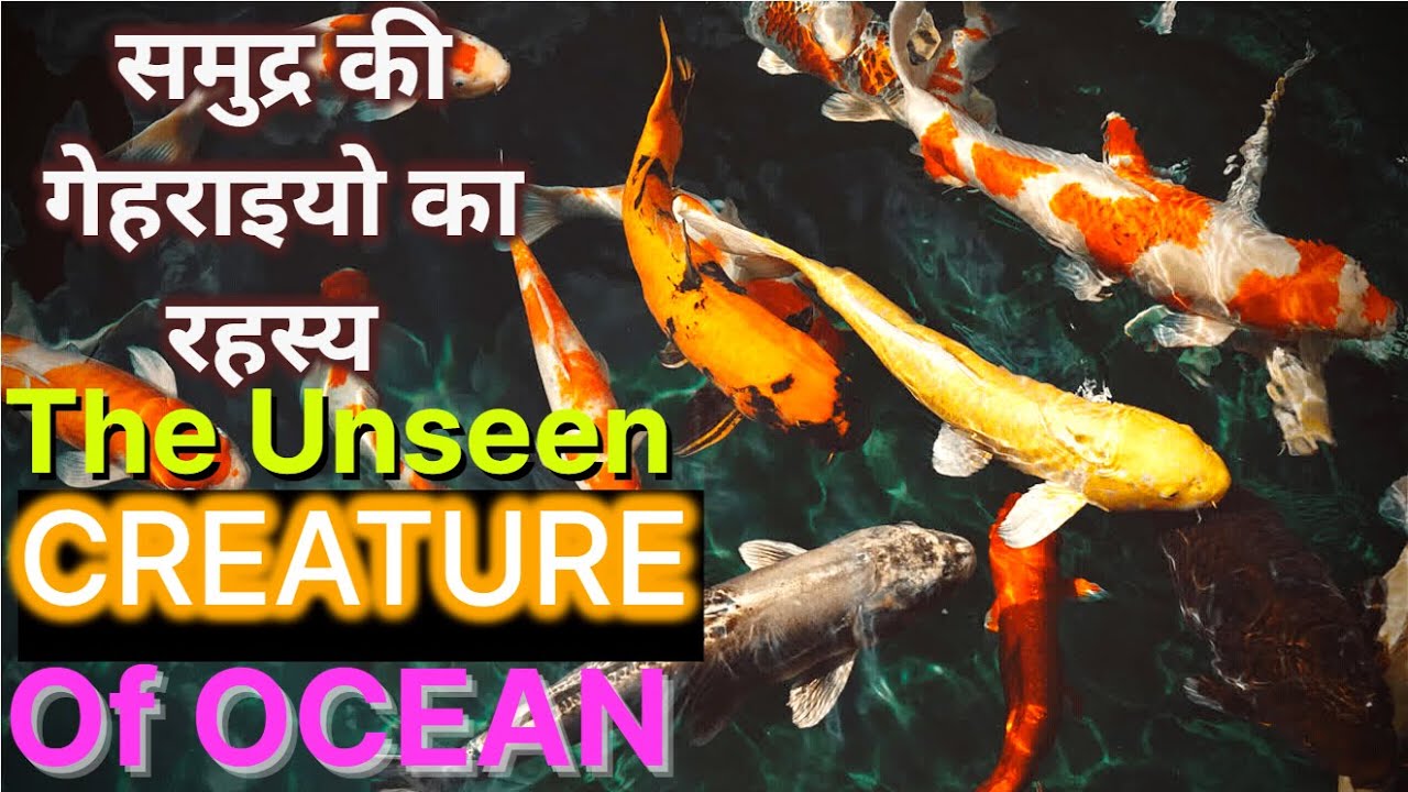 Beautiful Coral Reef Fish | Relaxing Ocean Fish | Stunning Aquarium ...