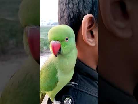 Adorer Tiya Pakhi(2) - YouTube