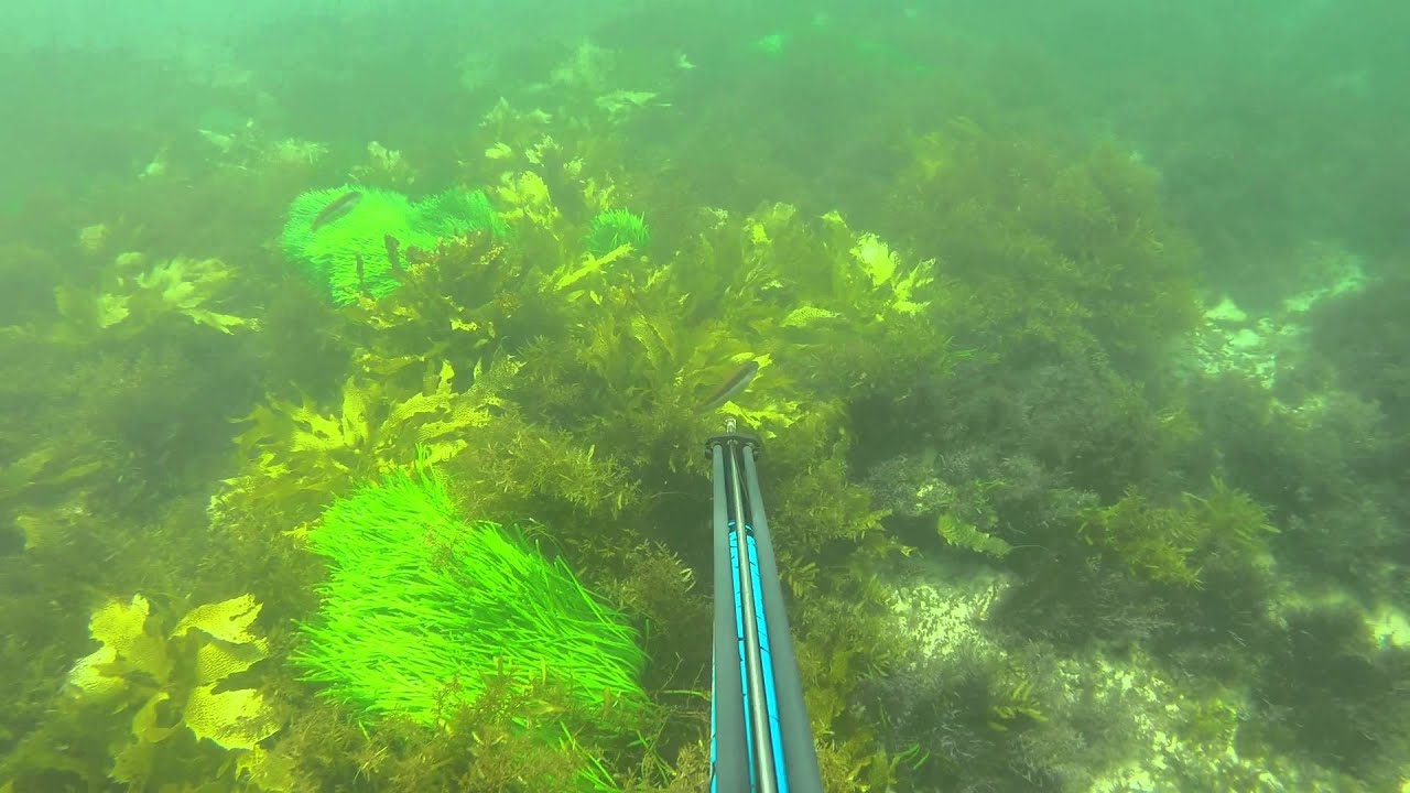 Spearfishing Dee Why - YouTube
