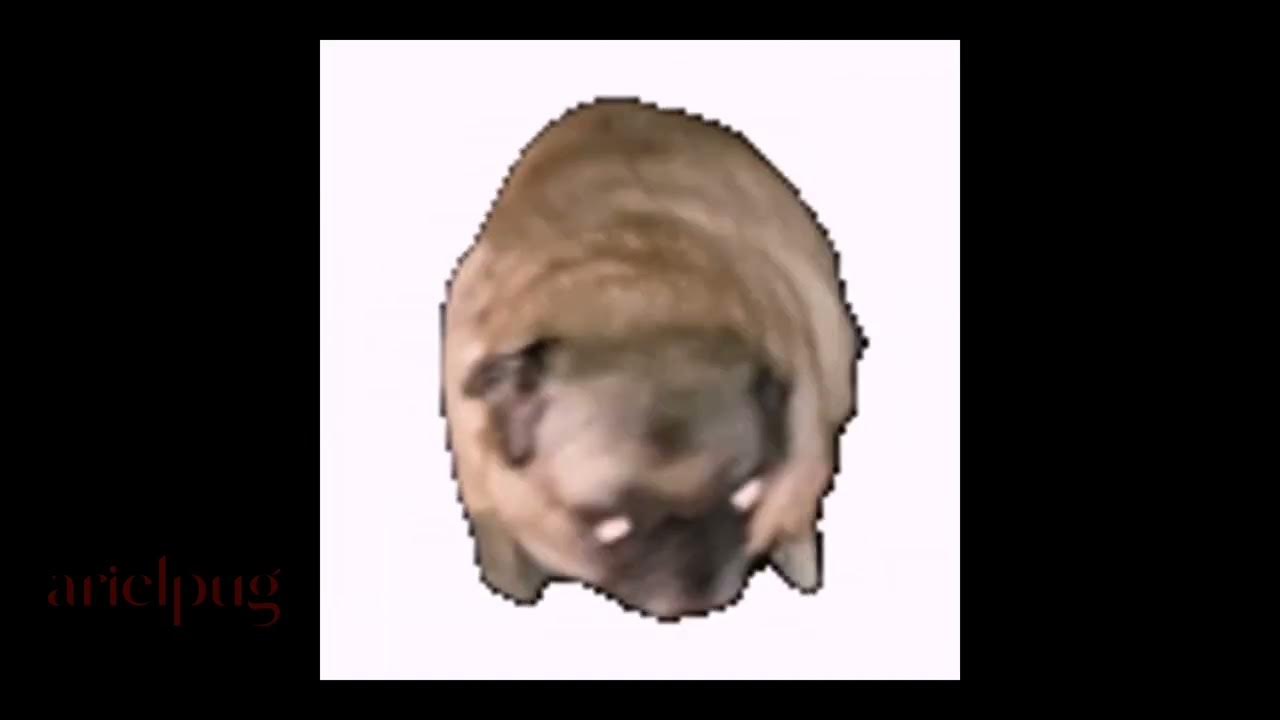 salami salami gulp gulp gulp gulp | arielpug - YouTube