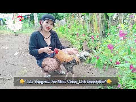 A Lady slaughter chicken | Woman slaughter vlog
