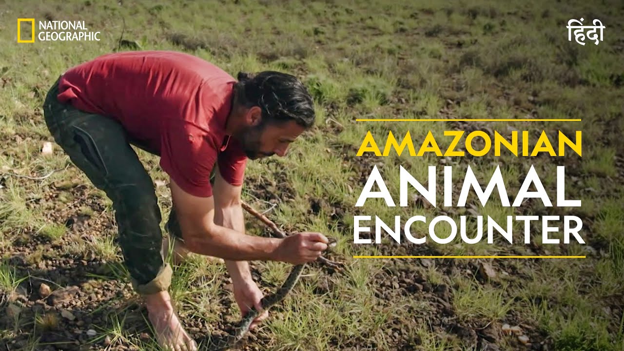 Amazonian Animal Encounter | Primal Survivor | हिन्दी | Full Episode ...