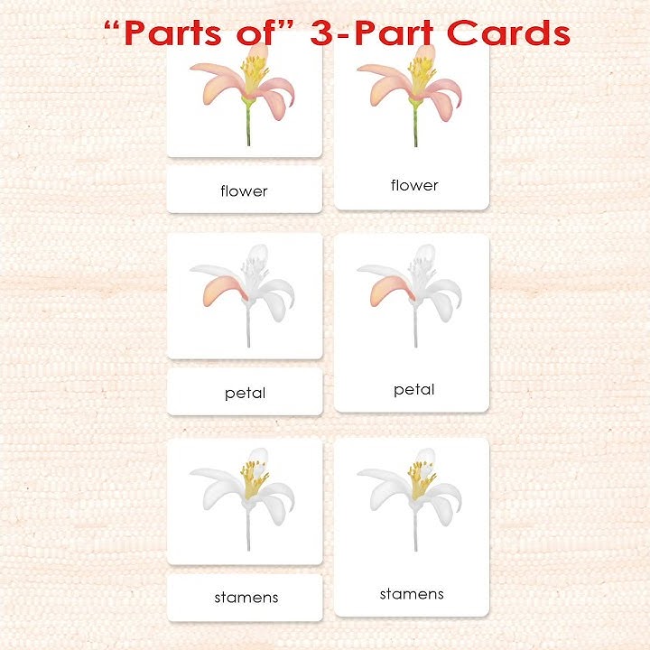 "Parts of" the Flower 3-Part Classification Cards - YouTube