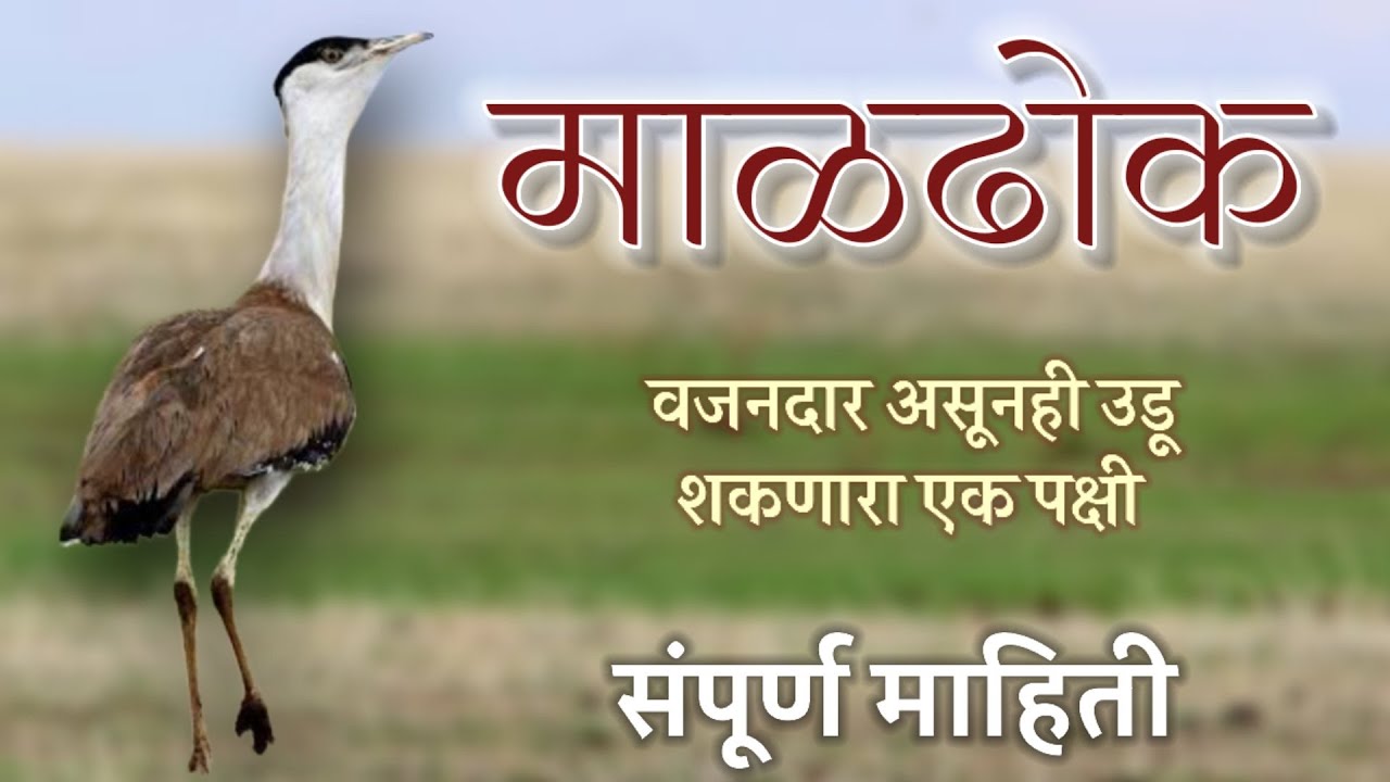 माळढोक पक्षी माहिती मराठी | maldhok pakshi information in marathi - YouTube