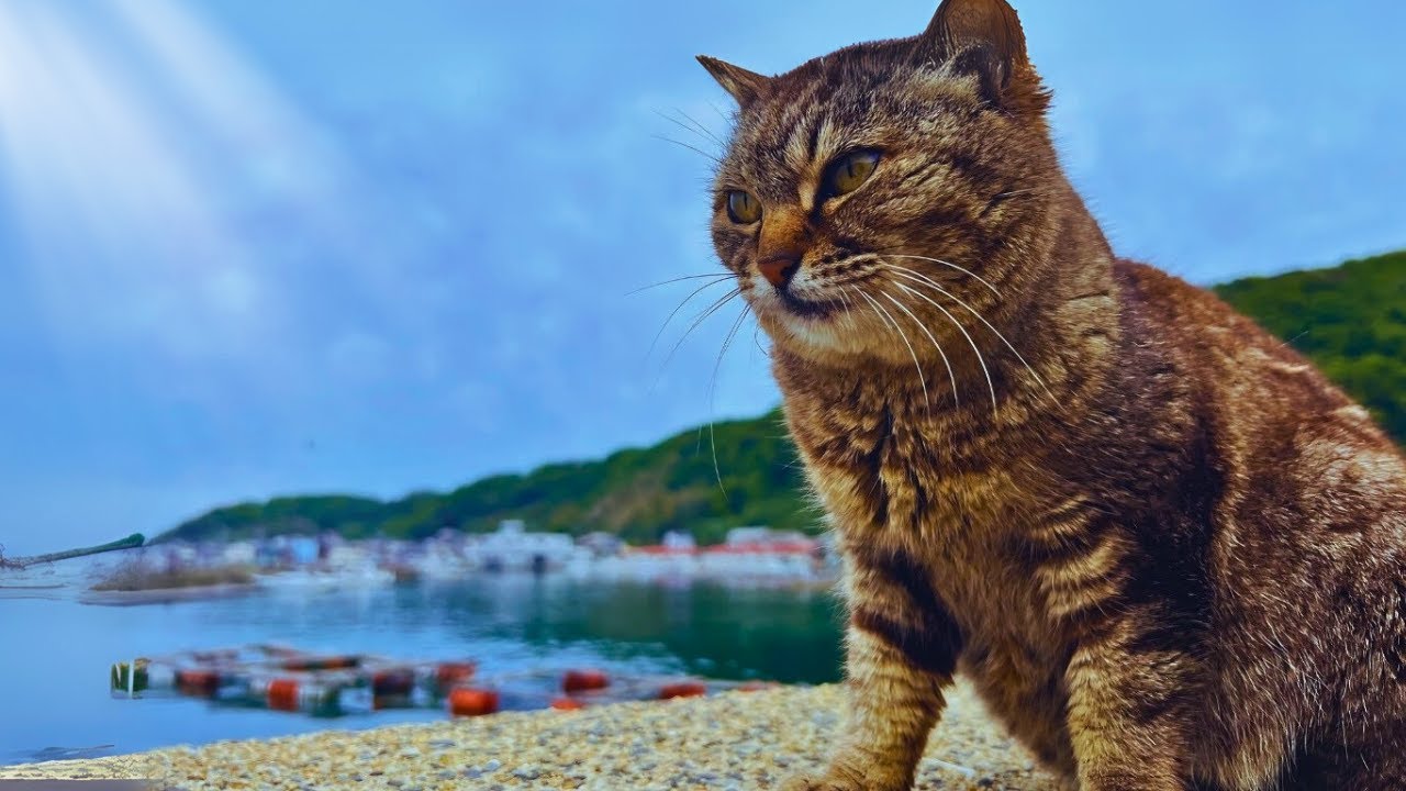 Visiting Japan’s Cat Island | Ainoshima, Fukuoka - YouTube