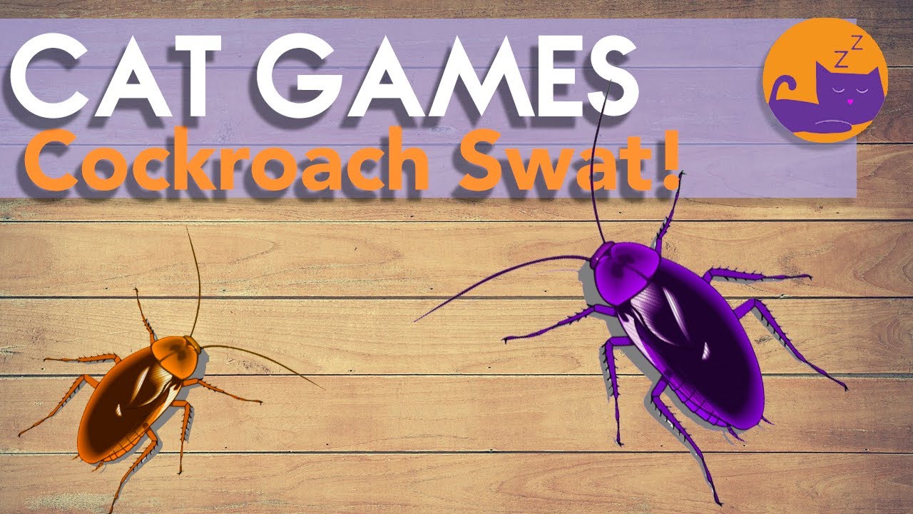 Games for Cats - Cockroach SPLAT! (2 Hours of FUN) 🐱 - YouTube