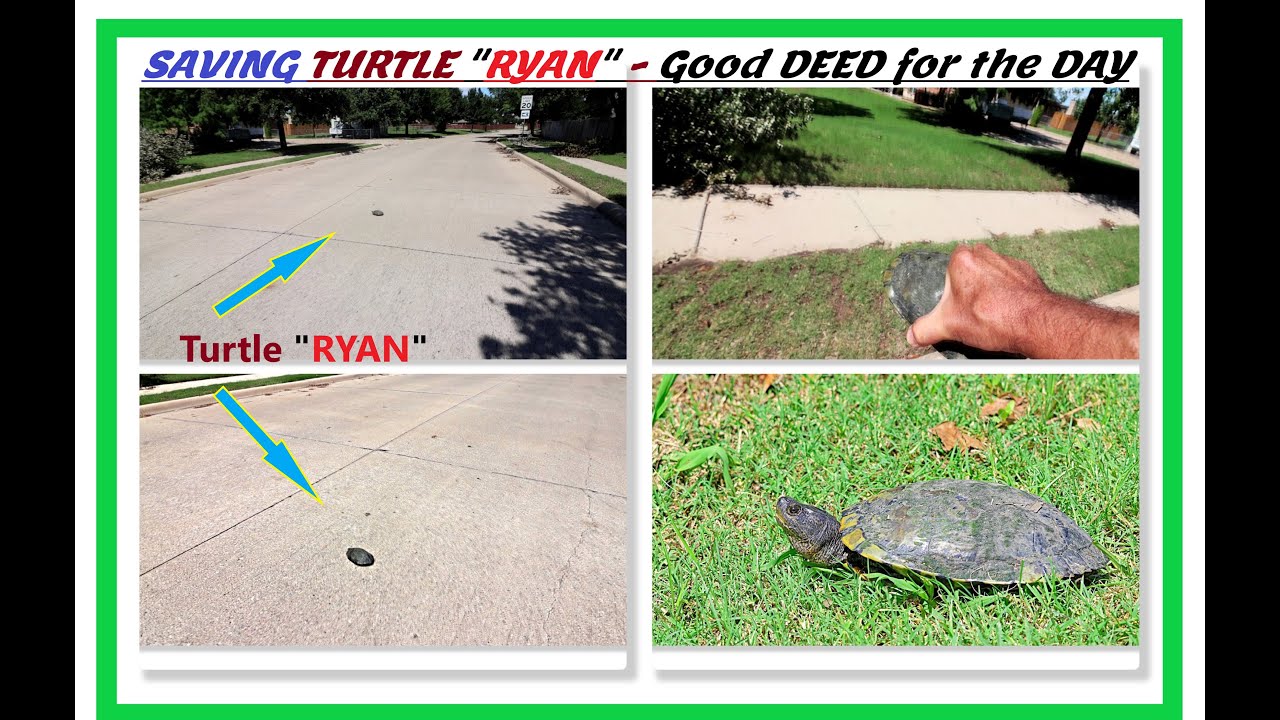 Saving Turtle Ryan 🐢 | Good Deed for the Day After Heavy Rains - YouTube