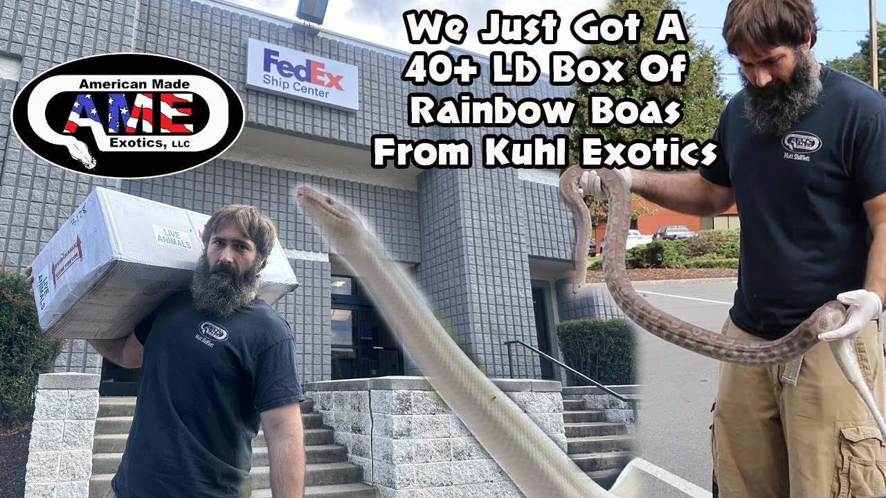 We Just Got A 40+ LB Box Of Rainbow Boas From Kuhl Exotics v87 - YouTube