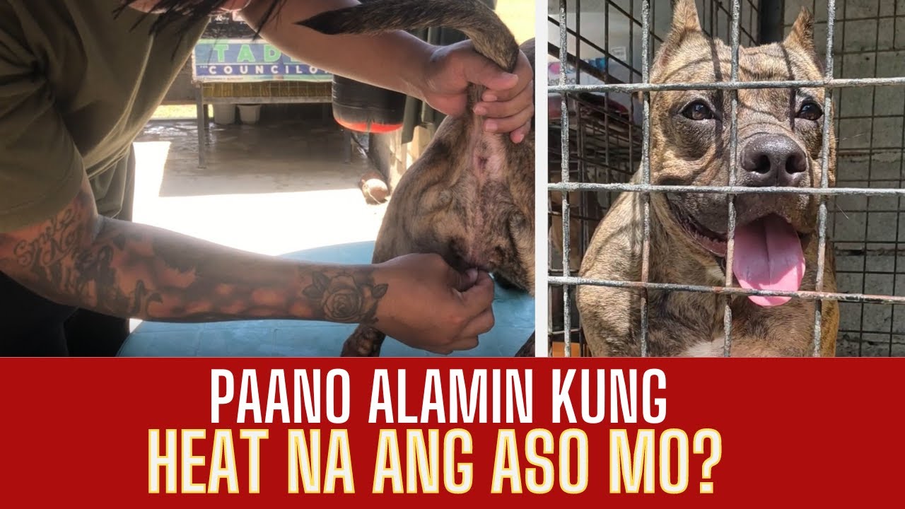 Paano Malaman kung Heat na Ang Aso mo - YouTube