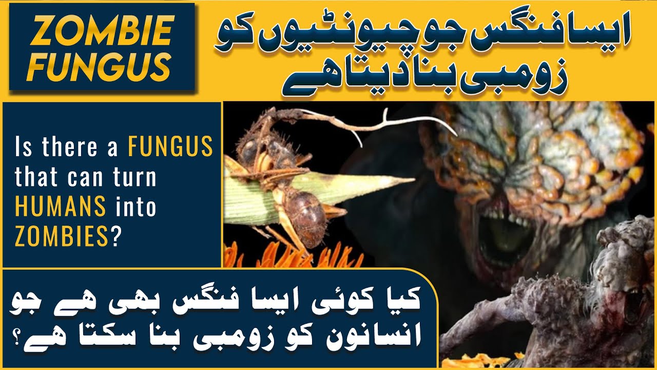 Zombie Fungus | Cordyceps Fungus | Ant Fungus | Ophiocordyceps ...