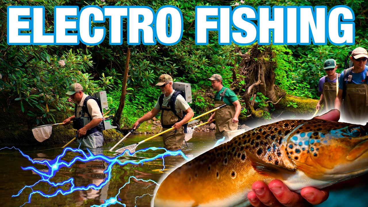 Catching Trout using ⚡️ELECTRICITY!! - YouTube