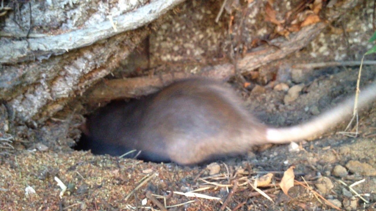 Do Rats Burrow In Raised Beds at Jasmine Sani blog