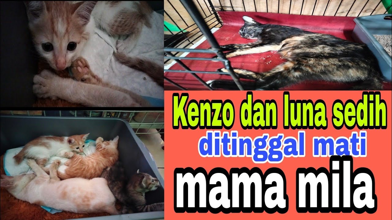 Luna pun menangis sedih melihat mama mila mati - YouTube