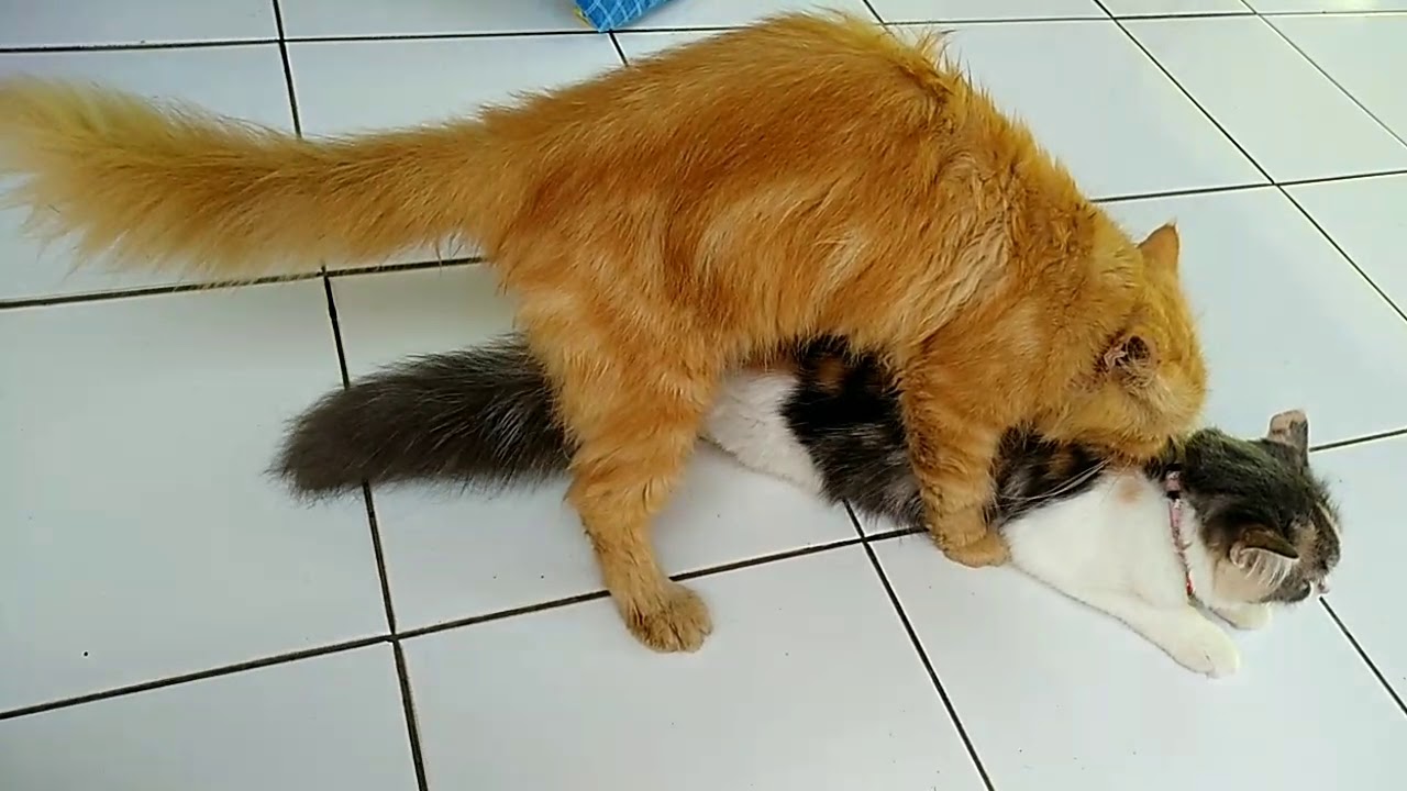 pertama kali kucing kawin Perkawinan kucing jantan betina dengan kucing ...