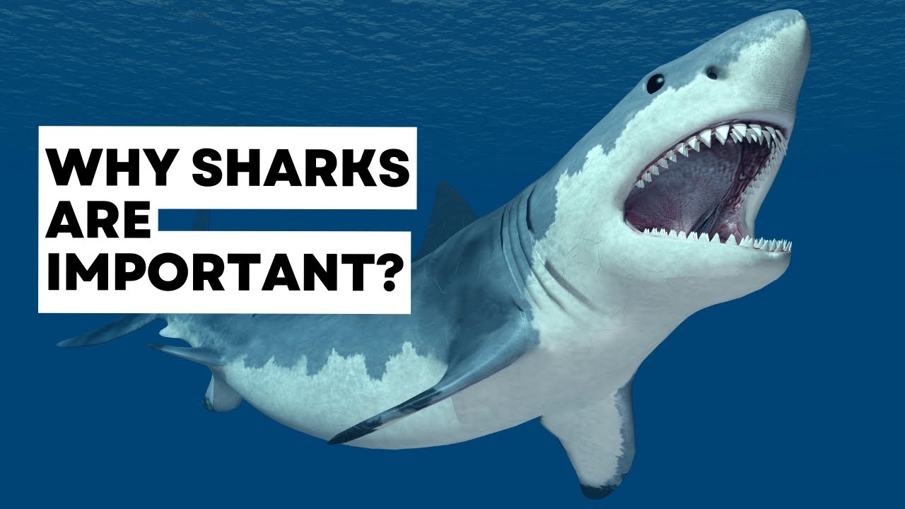 Why Sharks Are Important: Protecting the Apex Predators of Our Oceans ...