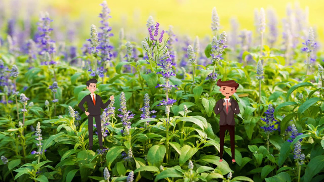 Një çaj sherebele kundër mërzisë, ankthit dhe stresit - YouTube