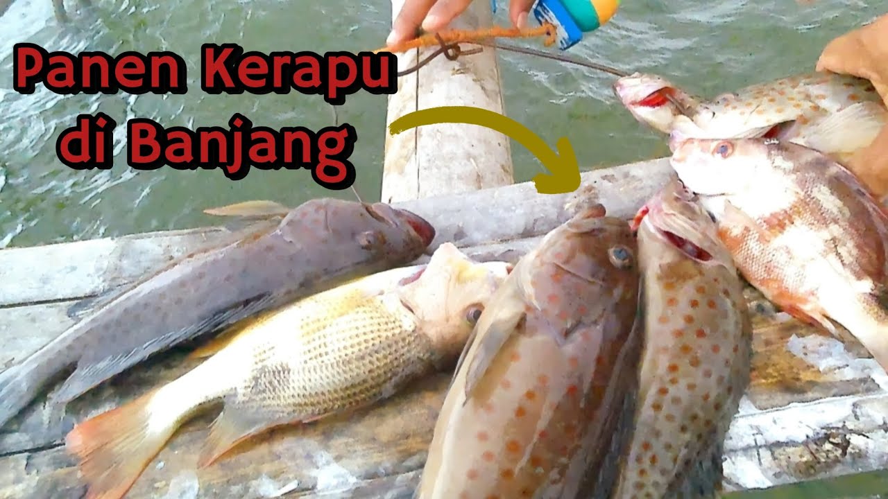 MANCING BANJANG / BAGAN||PANEN KERAPU DI SPOT ANDALAN PLTG GRATI - YouTube