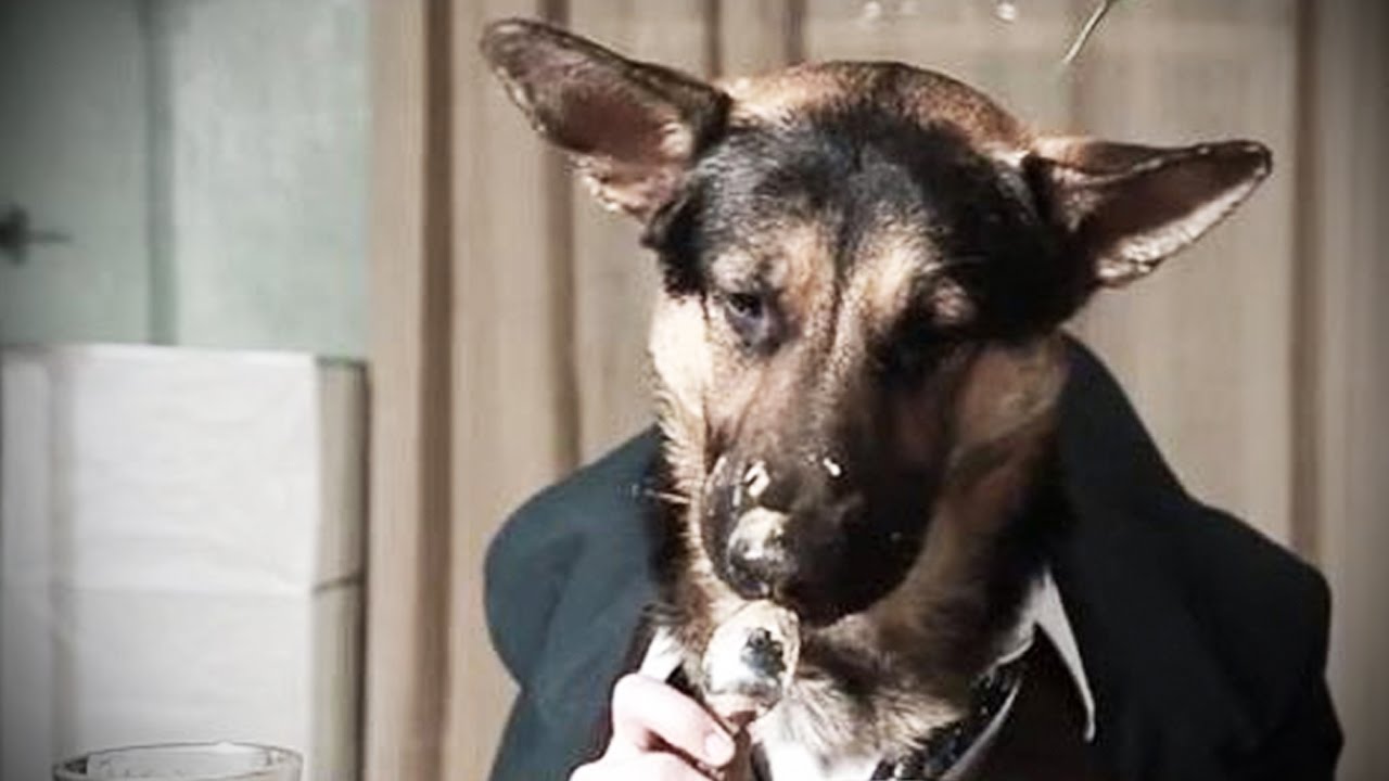 German Shepherds ★ 29 German Shepherds That Will Make YOU LAUGH! [Funny ...