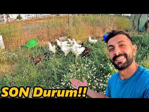 CİVCİV'LERİN SON HALİ -GÜVERCİNLER ÇOĞALDI-KÖYE EVİ SÜSLENDİ!-NELER YAPACAĞIZ...!#güvercin