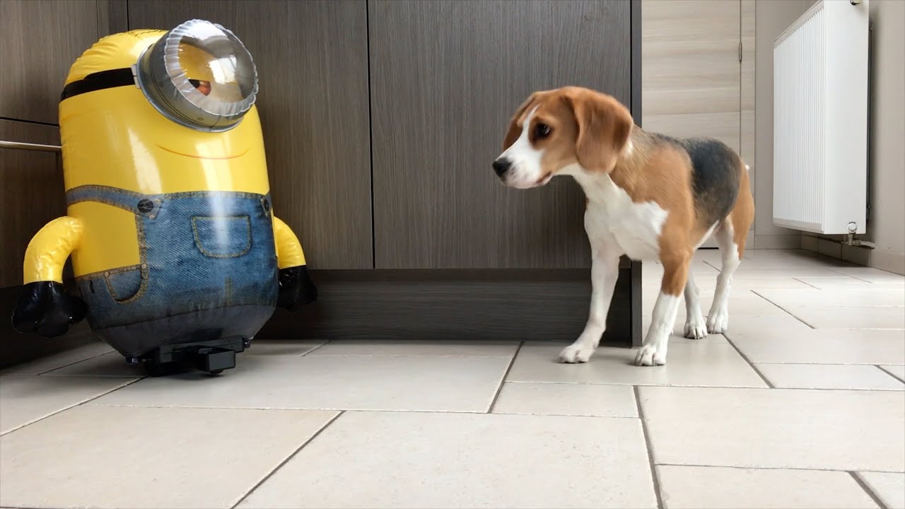 Laugh Out Loud with These Funny Beagle Dog Reactions! - YouTube