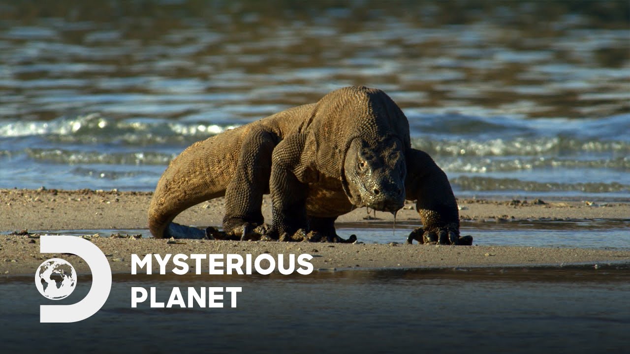 One Dragon to populate a Whole Island | Mysterious Planet - YouTube