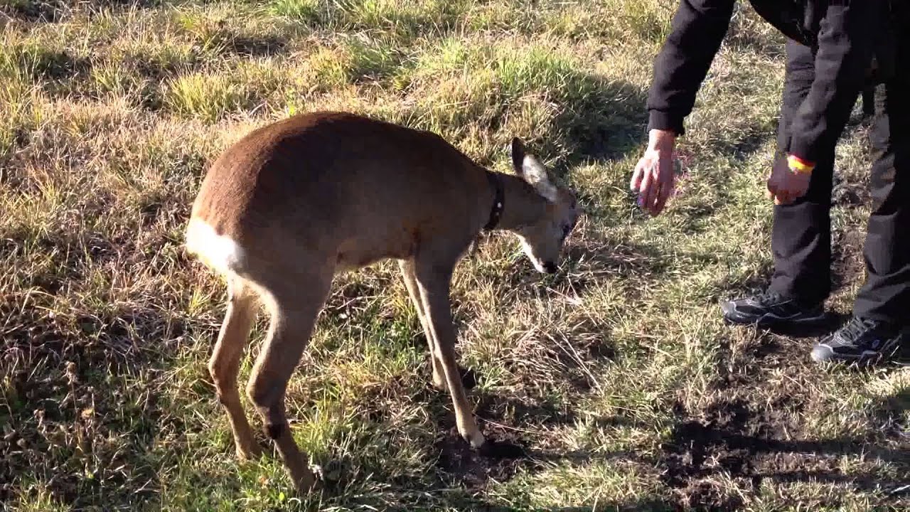 Brave young deer attacks innocent people - YouTube