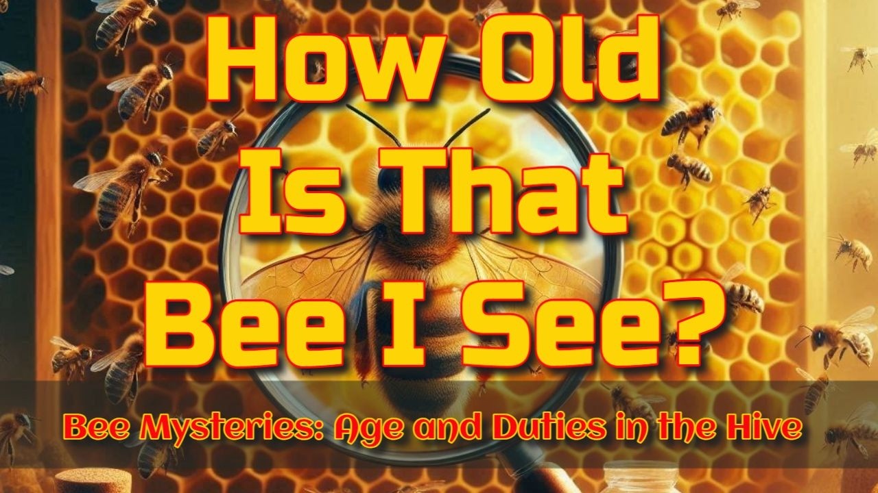 Bee Mysteries: Age and Duties in the Hive | How Old Is That Bee I see ...
