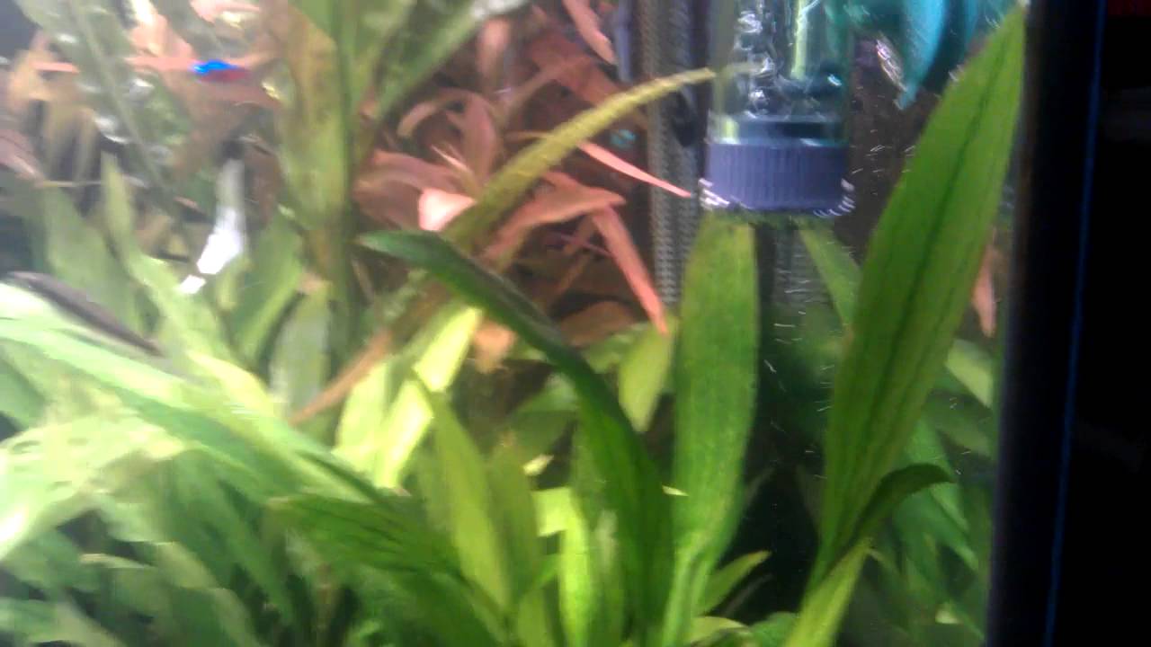 Co2 reactor. Sera CO2 Basic Set - YouTube